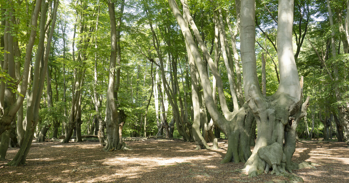 Epping Forest: A brief history and where to live nearby - HomeViews
